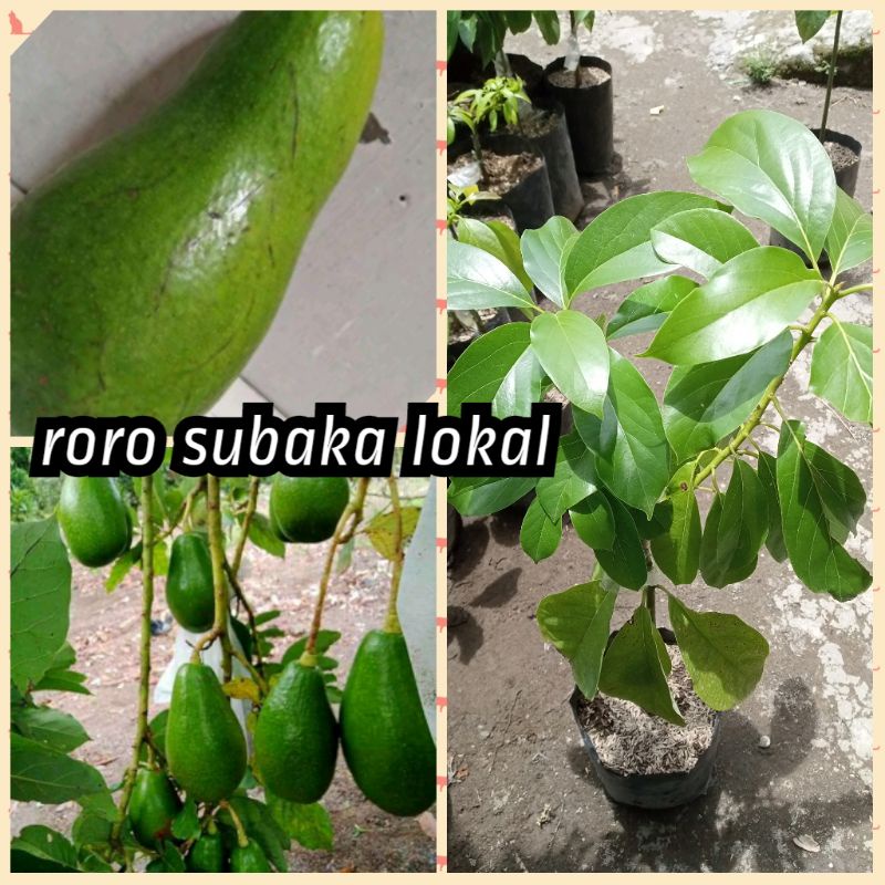 Jual bibit alpukat roro subaka lokal samcuk | Shopee Indonesia