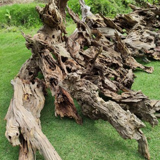 Jual Kayu Rentek Aquascape/Paludarium/CastaWood | Shopee Indonesia