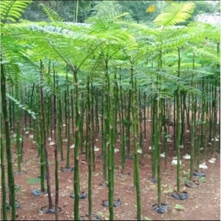 Jual satu paket isi 2 pohon pakis Brazil 2 meter | Shopee Indonesia