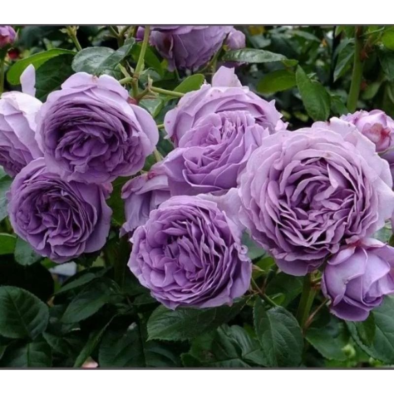 Jual bunga mawar import KINDA BLUE DEWASA tanamn hias outdoor | Shopee ...