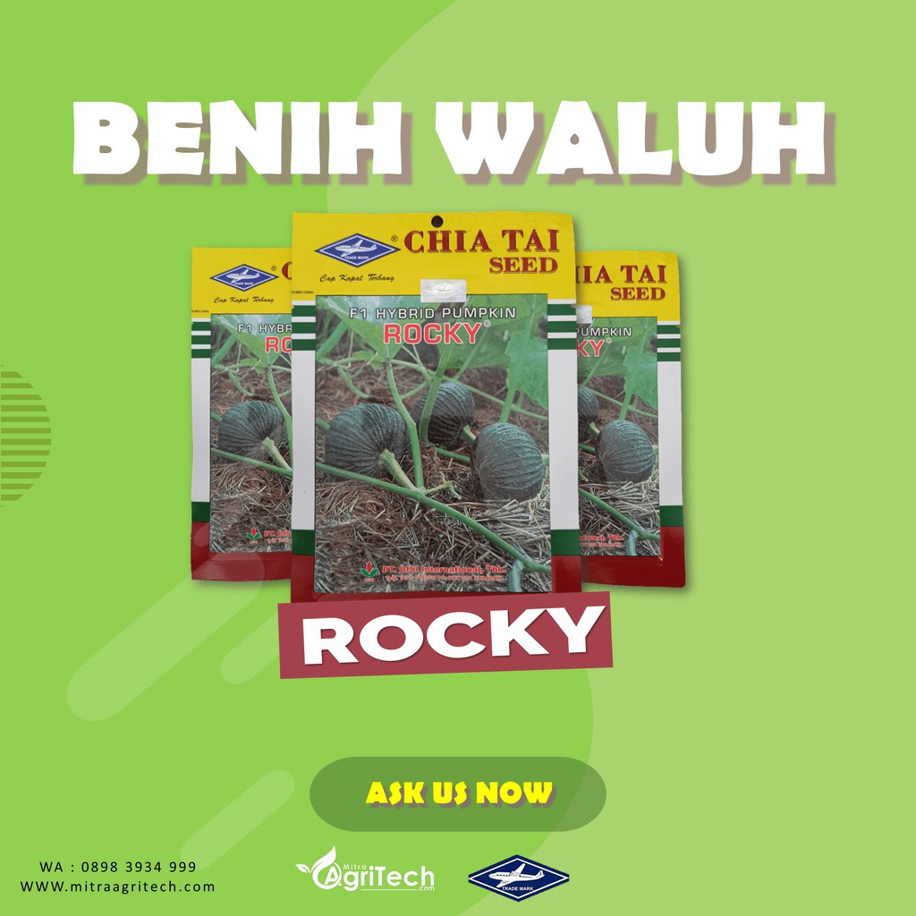 Jual BENIH LABU KUNING PERINGGI ROCKY ISI 5 GRAM - CAP KAPAL TERBANG ...