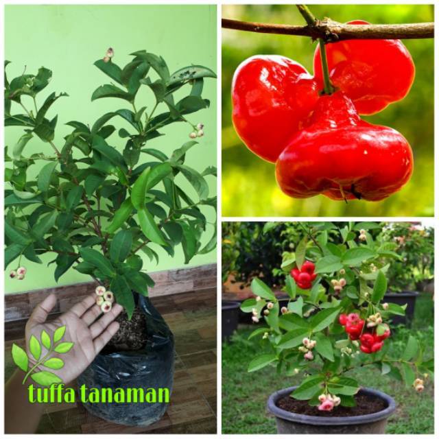 Jual Pohon jambu kancing cepat berbuah Indonesia|Shopee Indonesia