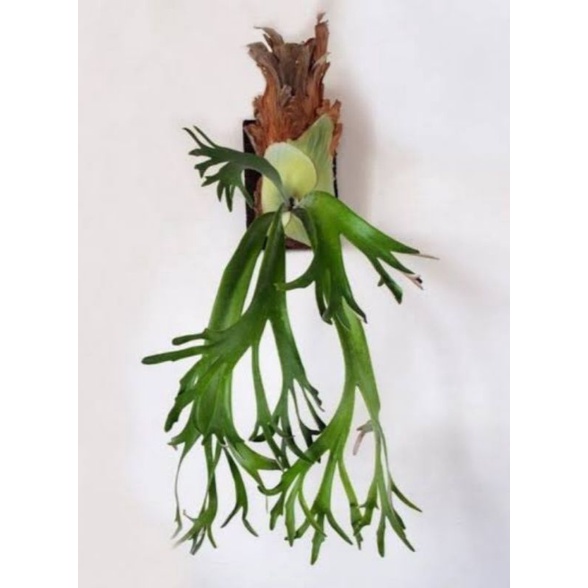 Jual SIMBAR TANAMAN HIAS TANDUK RUSA | Shopee Indonesia