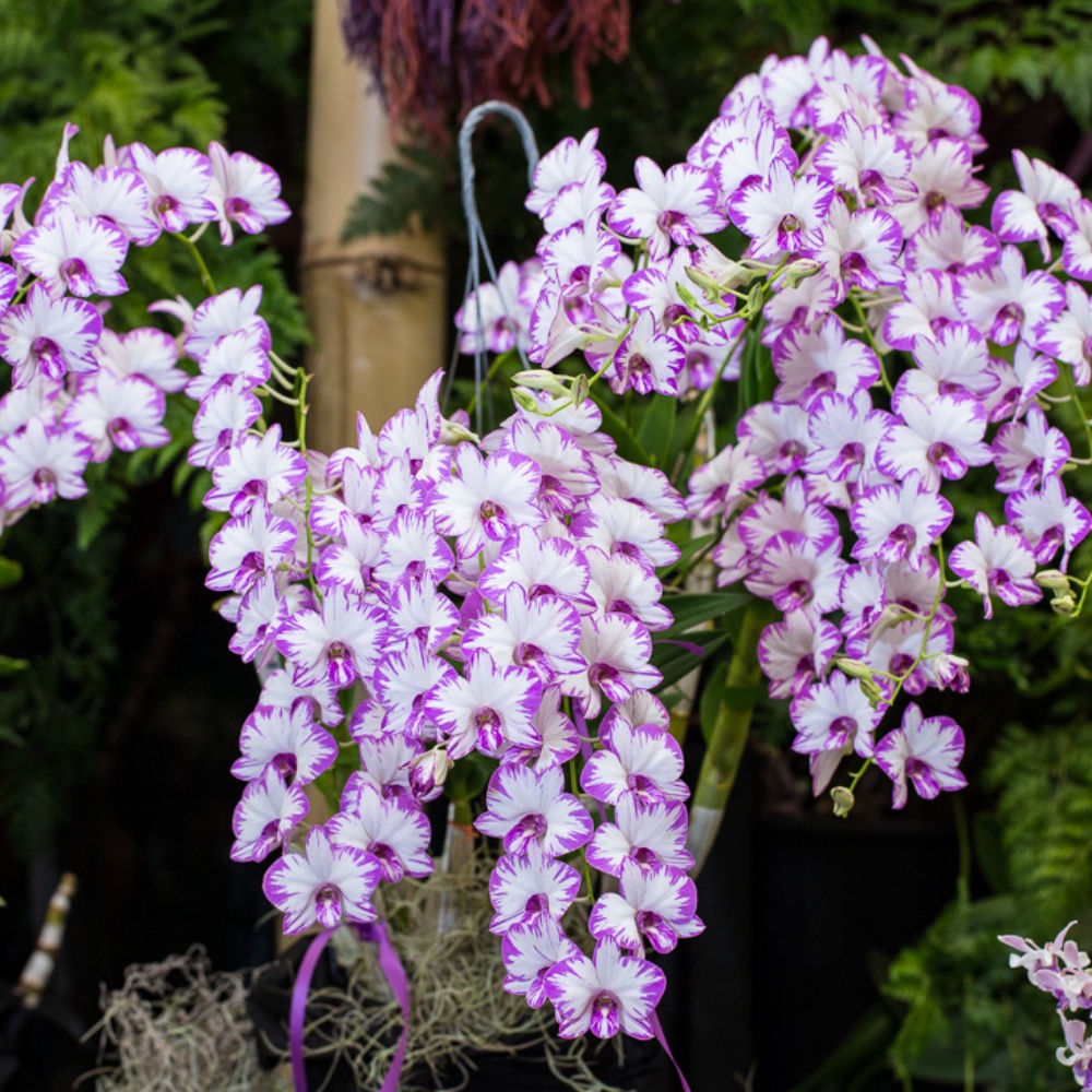 Jual Anggrek Dendrobium Bulat Dewasa Siap Bunga | Shopee Indonesia