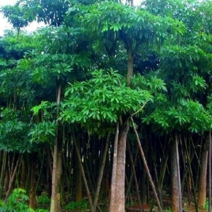 Jual Pohon besar pule batang tunggal. tinggi pohon 5 M. | Shopee Indonesia