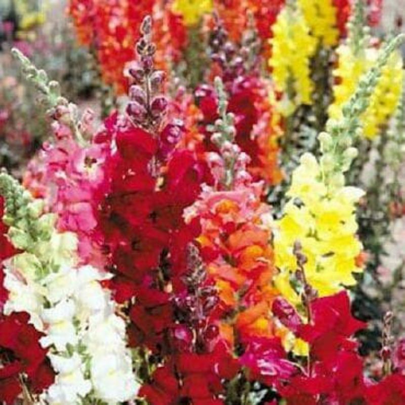 Jual 200 BUTIR BIJI BUNGA SNAPDRAGON TETRA MIX | Shopee Indonesia