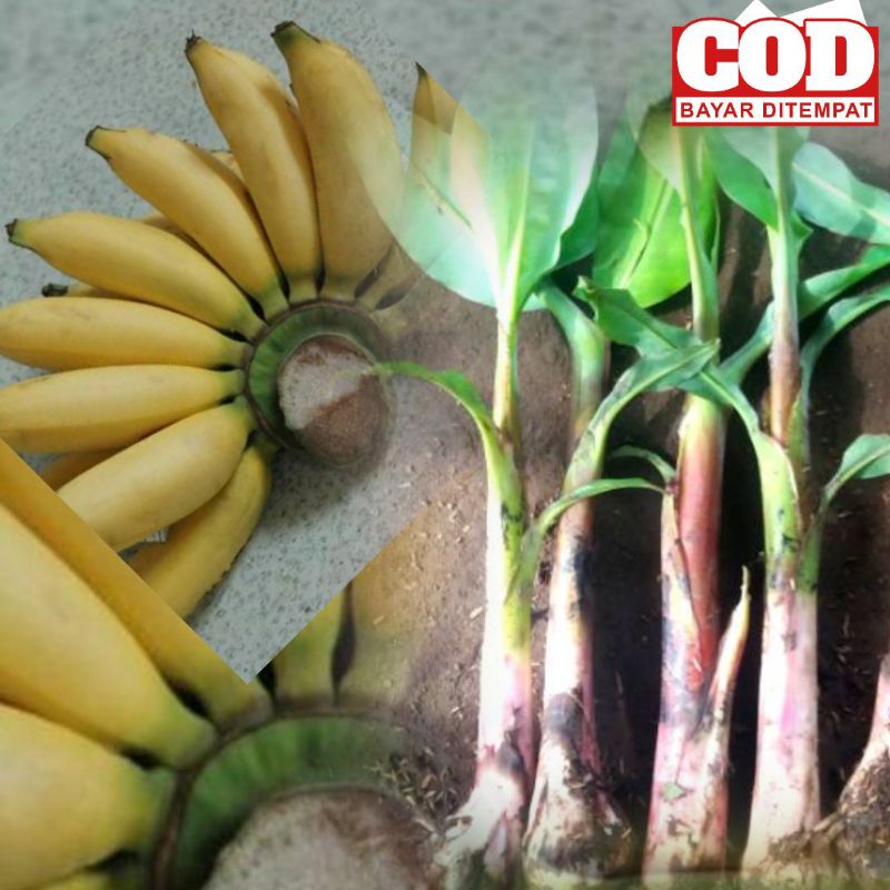 Jual bibit pisang putri mulin/muli Cilacap | Shopee Indonesia