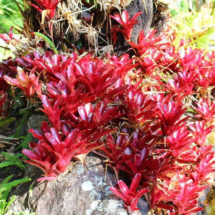 Jual Tanaman hias Bromelia merah mini - neoregelia fireball | Jenis ...