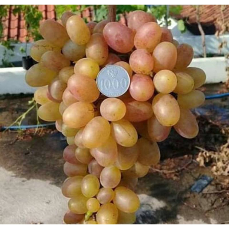 Jual Bibit Import Tanaman Buah Anggur Transfiguration Cepat Berbuah ... Jual Bibit Import Tanaman Buah Anggur Transfiguration Cepat Berbuah ...