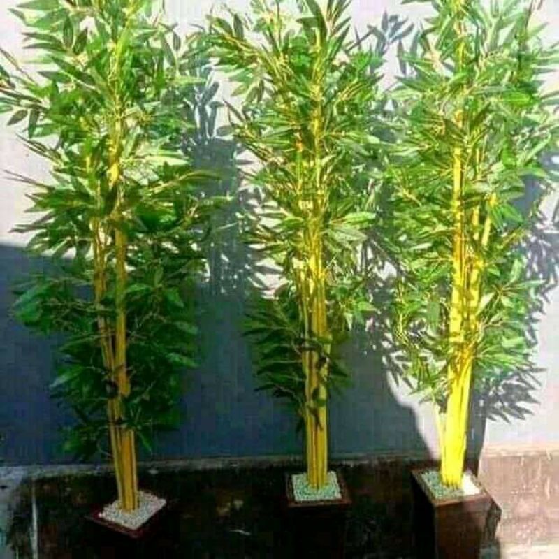 Jual Stek Bambu kuning hias Tanaman Hias Pring kuning Bibit Tanaman ...