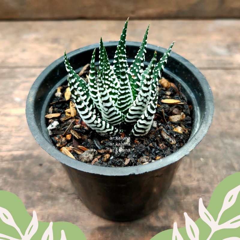 Jual Haworthia Attenuata ' Zebra ' sukulen kaktus tanaman hidup ...