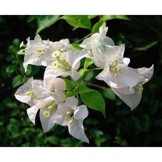 Jual promo!! Bugenvil - Bougenville - Bugenvil White - Bunga Putih ... Jual promo!! Bugenvil - Bougenville - Bugenvil White - Bunga Putih ...