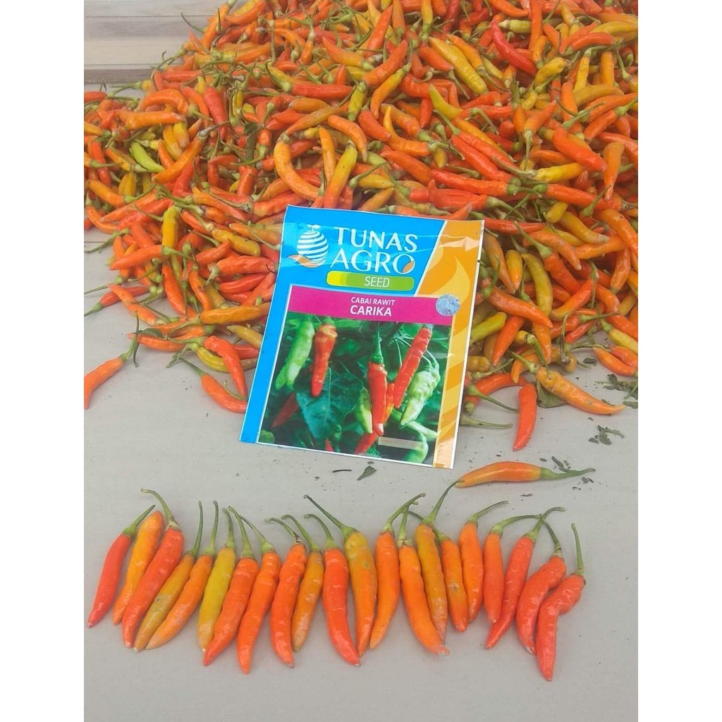 Jual Benih Resmi - Cabai Rawit CARIKA 10 gr - Bibit Tanaman Cabe SUPER ...