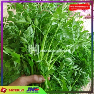 Jual Lalapan daun tespong 1kg / Lalapan daun seladren / Daun lalapan ...