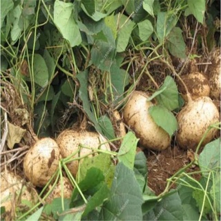 Jual 30 Biji Benih Bengkoang / Benih Bengkuang Super / BIbit Bengkoang ...