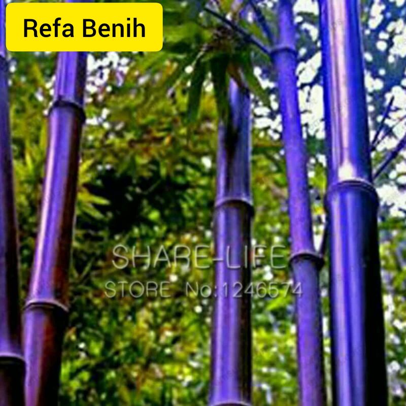 Jual Biji Benih Tanaman Bambu Ungu F1 Import / Benih Bambu / Bibit ...