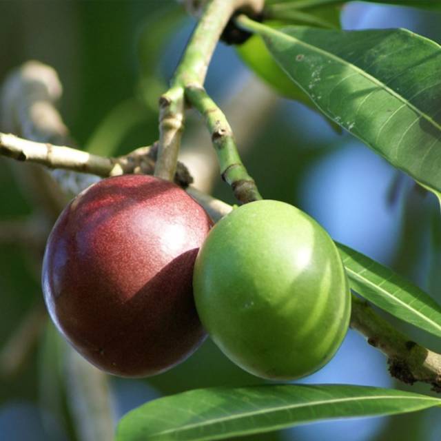 Jual Buah Bintaro / Simpalak Super (Pengusir Tikus Alami) | Shopee ...