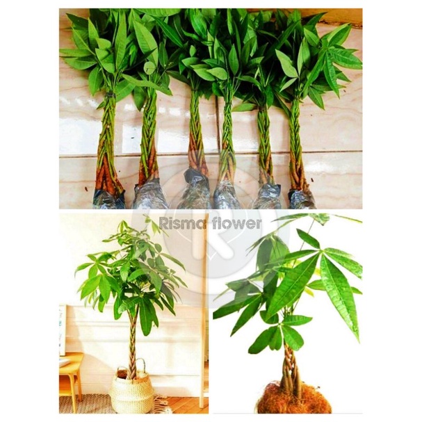 Jual Tanaman hias pohon Pacira kepang 9 / tanaman pachira kepang 9 hias ...