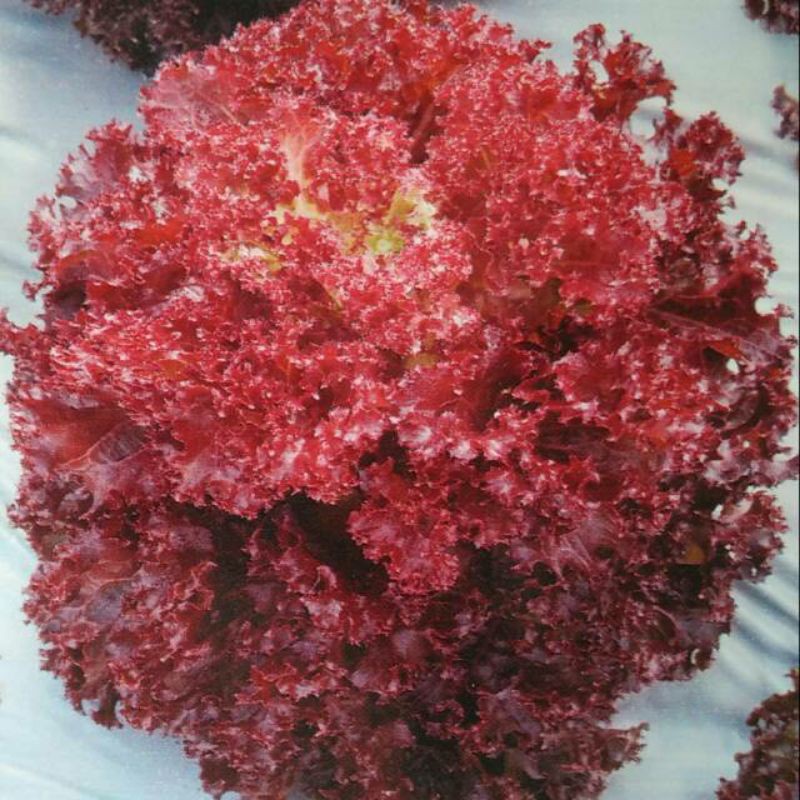 Jual Benih Sayuran Selada Merah 100 biji | Shopee Indonesia