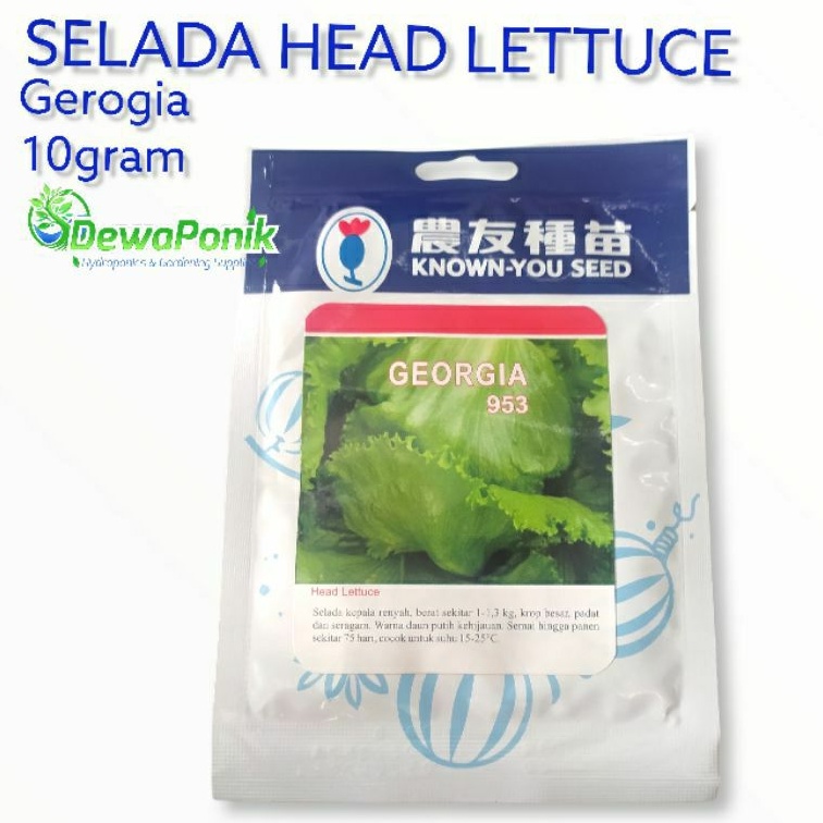 Jual BENIH SELADA HEAD LETTUCE GEORGIA 10 GRAM KNOWN YOU SEED BY ...
