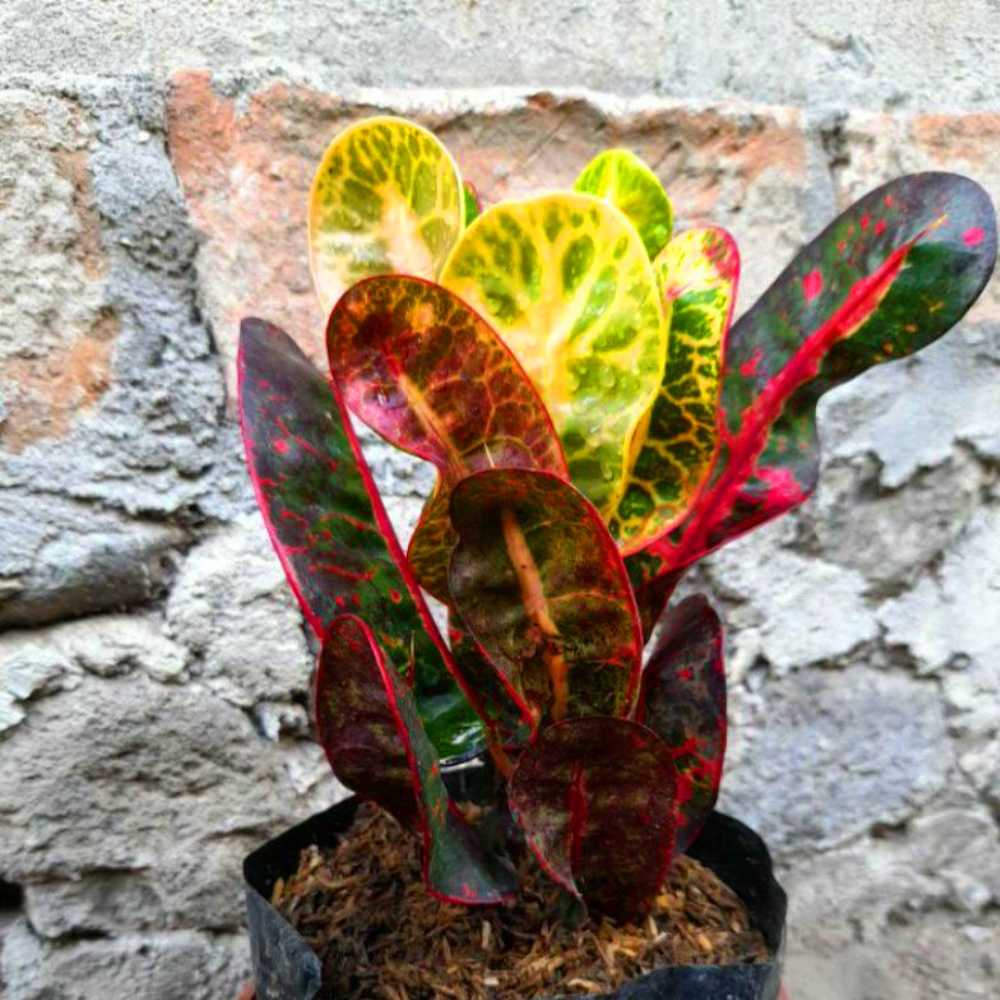 Jual PROMO!! [ BELI 2 GRATIS 1 ] BUNGA HIAS PURING SAKURA INDOOR DAN ...