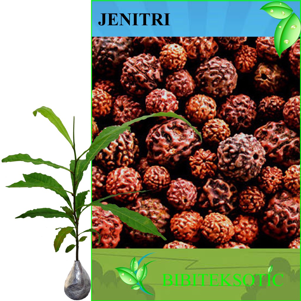 Jual Tanaman Obat Jenitri (Tinggi 30-40 cm) Indonesia|Shopee Indonesia