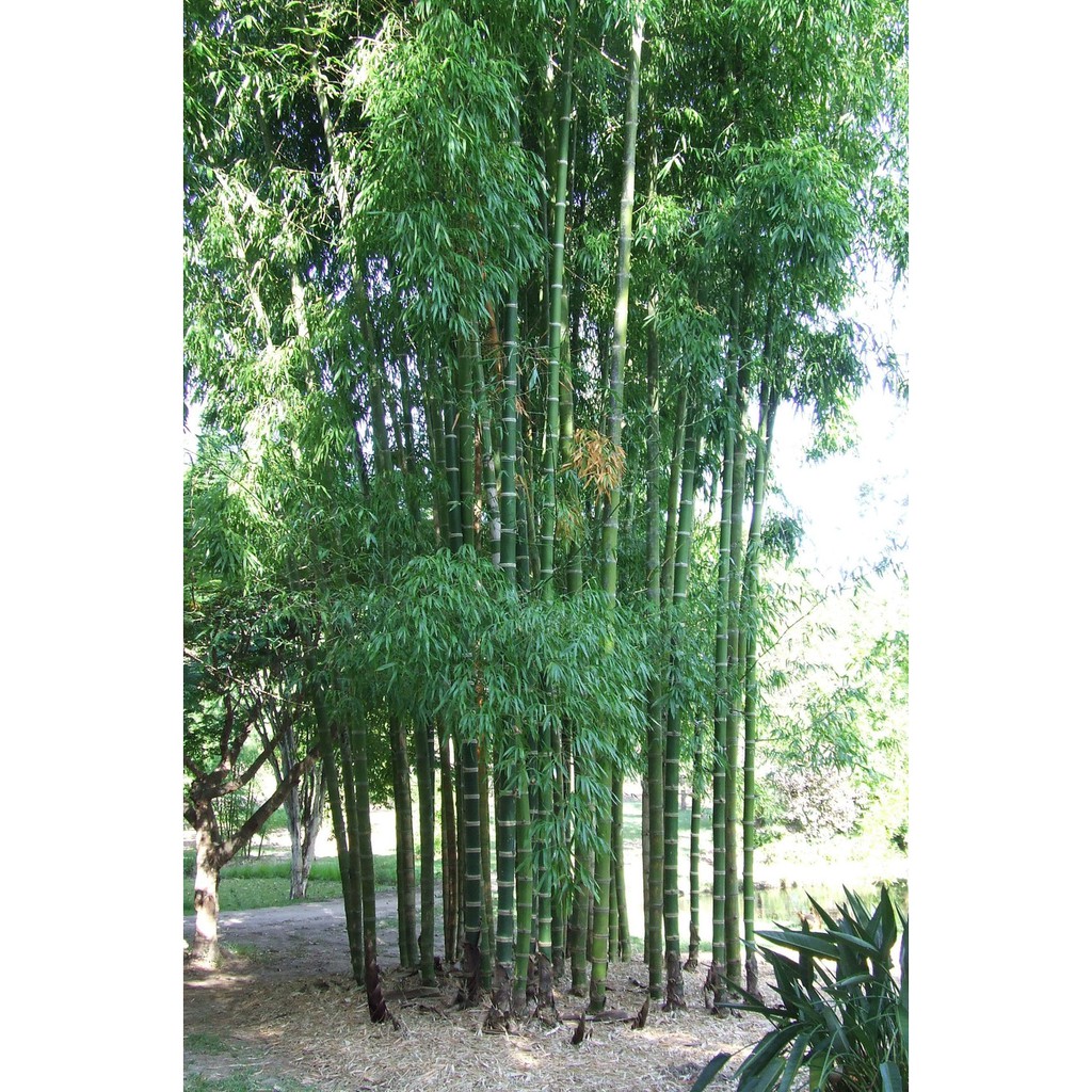 Jual Bambu kolombia berduri / Guadua angustifolia / colombian thorny ...
