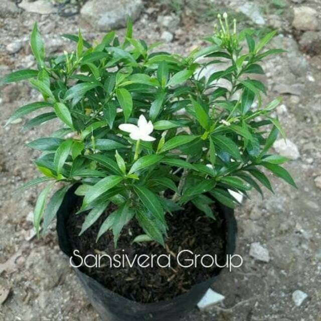 Jual Rembosa Mini | Shopee Indonesia