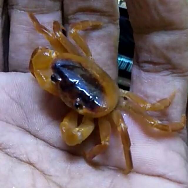 Jual Orange Crab Kepiting Kuning | Shopee Indonesia