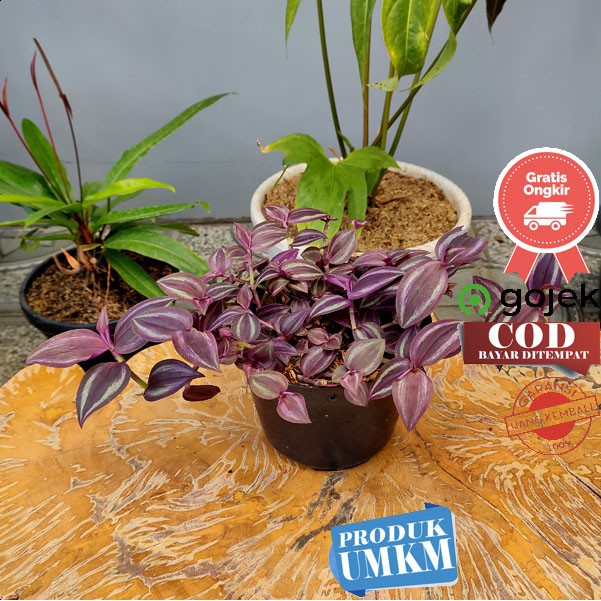 Jual Tanaman hias gantung Gewor daun merah - tradescantia zebrina ...