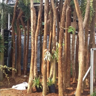 Jual Pohon trembesi - pohon ki hujan / Tanaman perdu | Shopee Indonesia