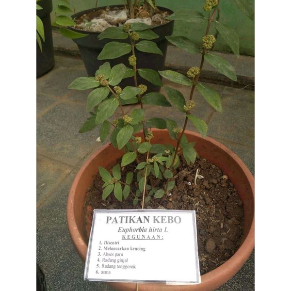 Jual POHON HERBAL PATIKAN KEBO / TANAMAN HERBAL | Shopee Indonesia