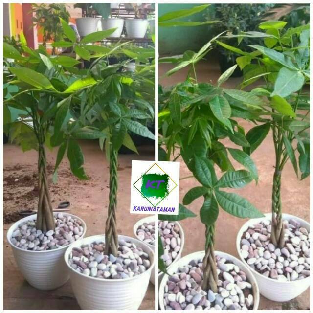 Jual Pohon hias pacira money tree kepang 3 + pot putih | Shopee Indonesia