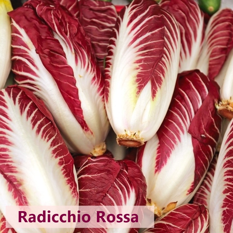 Jual Benih Bibit Biji Sayur Premium RADICCHIO ROSSA - Rossa Di Treviso ...