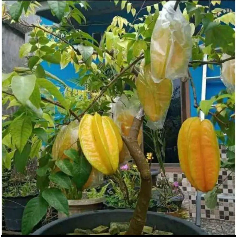 Jual PAKET TAMBULAPOT ( TAnaMan BUah daLAm POT ) untuk segala tanaman ...