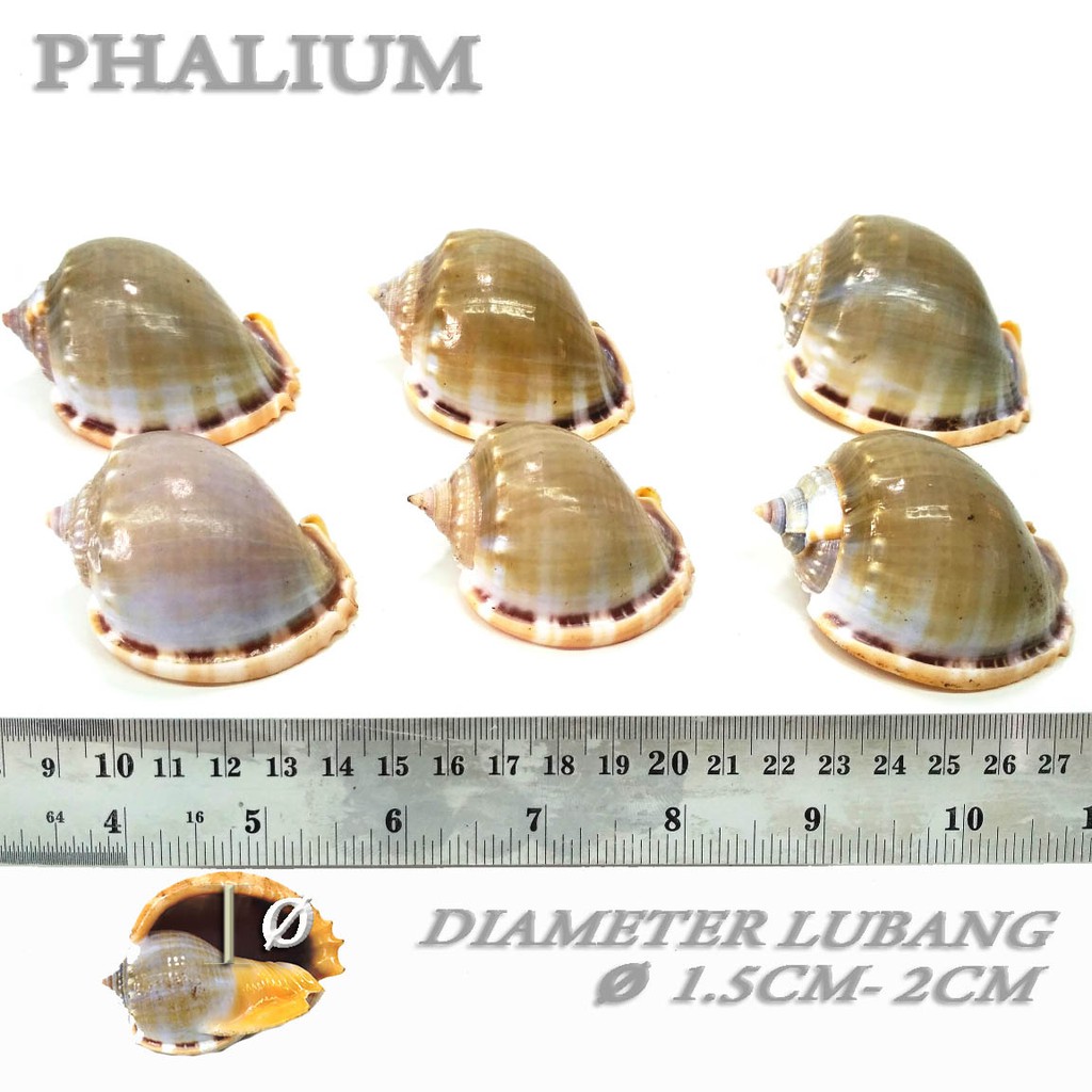 Jual Phalium shell cangkang rumah kelomang umang hermit crab keong ...