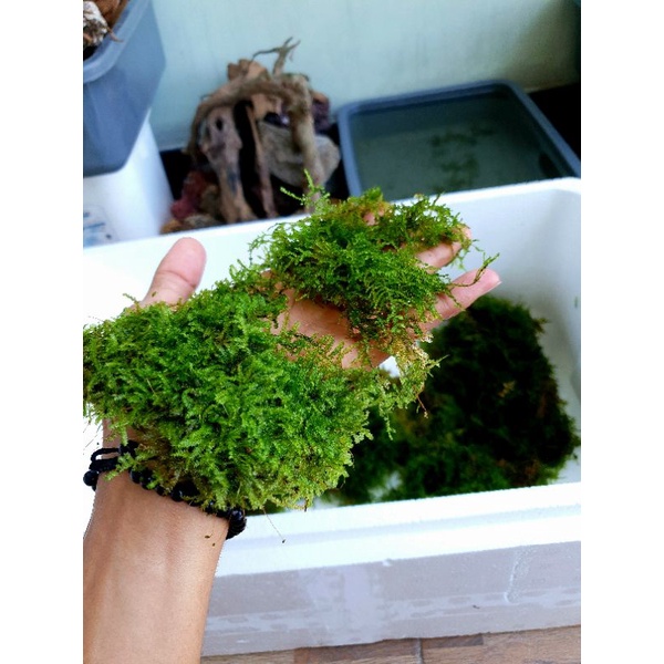 Jual Java moss aquascape tanaman hidup moss atau lumut hidup hiasan aquarium bonsai aquascape ...