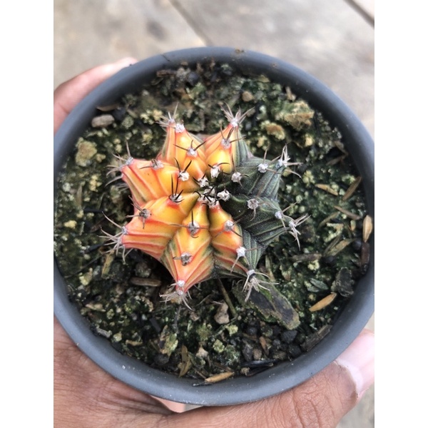 Jual Gymno miha variegata | Shopee Indonesia