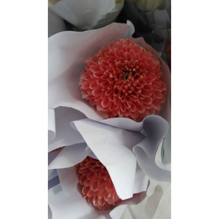 Jual Bunga Gompie isi 10 batang murah berkualitas ayana florist ...