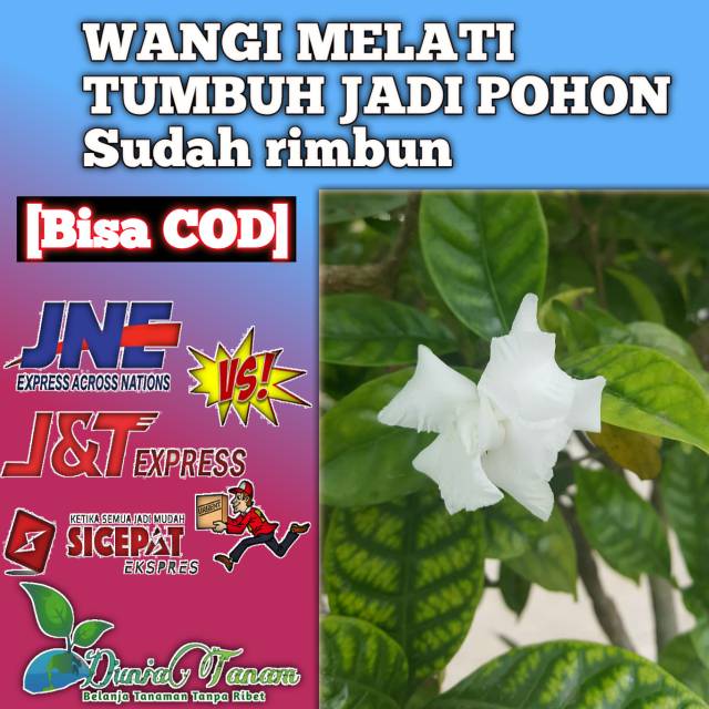 Jual TANAMAN HIAS BUNGA Mondokaki mana kaki bunga pohon melati | Shopee ...