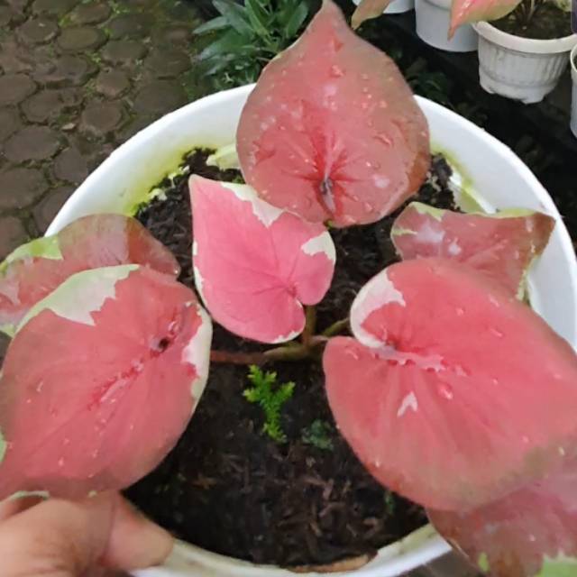 Produk sariatidamanik | Shopee Indonesia