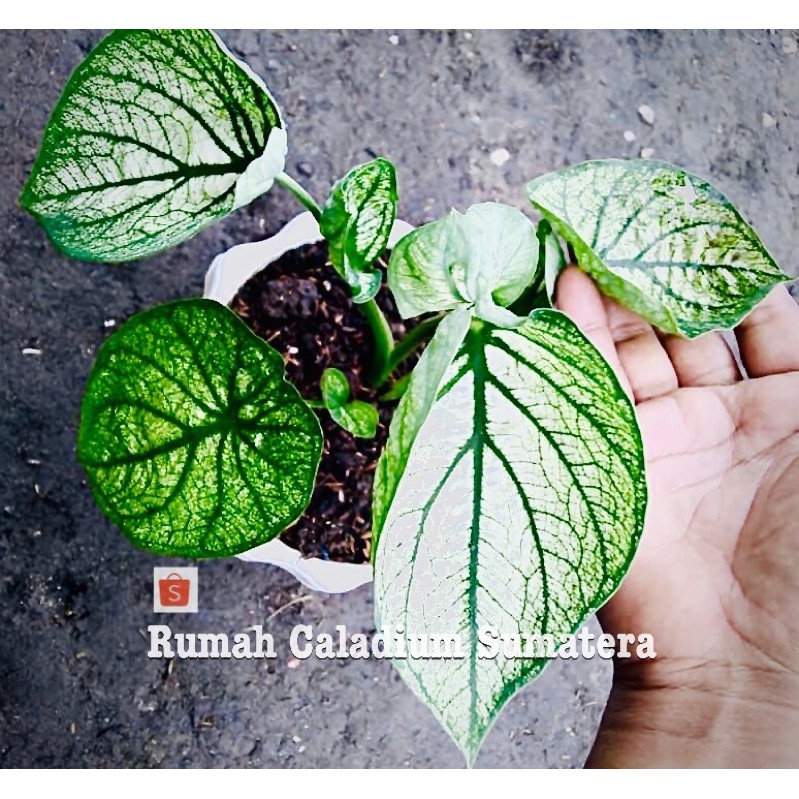 Jual Caladium thailand Daun ganda Angsa Putih gradasi pink | Shopee ...