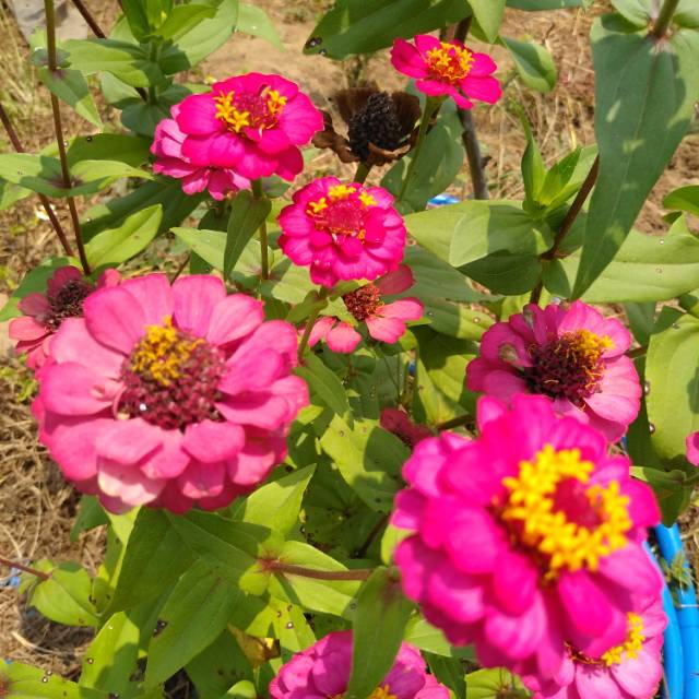 Jual Benih Zinia pink dwarf, bunga kertas pendek, Refugia. 100 butir ...