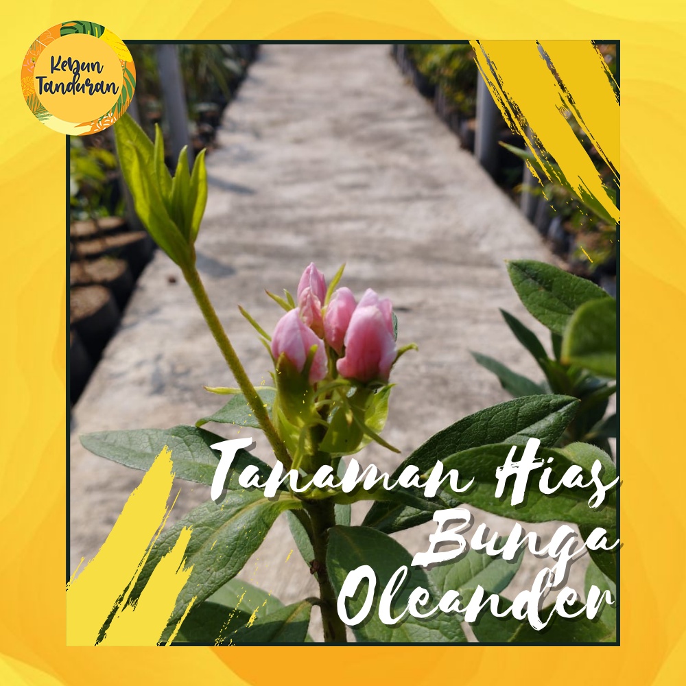Jual Tanaman Hias Bunga Oleander / Jepun / Aliandra Tanaman Hias ...
