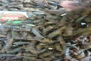 Jual Umbi Suket Teki Segar 50 Gram / Cyperus Rotundus / Rimpang Rumput ...