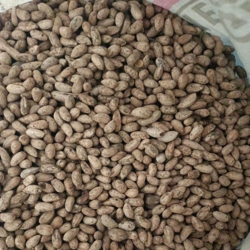 Jual promo 500 gram biji mimba kualitas super sudah sortir siap tanam ...