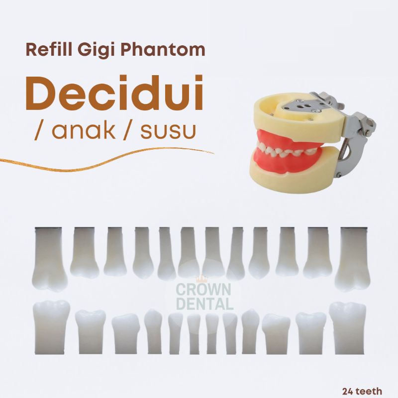 Jual Refill Model Gigi Phantom Decidui / Anak / Susu | Shopee Indonesia