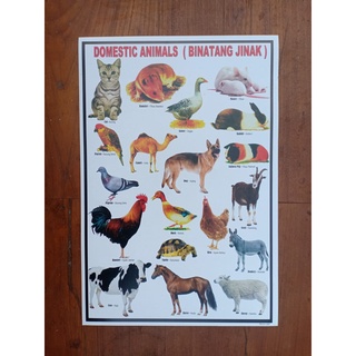 Jual Poster Gambar Hewan Edukasi Anak Paket Belajar Mengenal Binatang ...