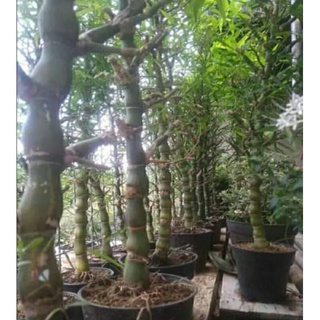 Jual Bambu kodok ,Bambu Tasbih,Bambu Botol, Bambu Budha ,Bambu Gendang ...