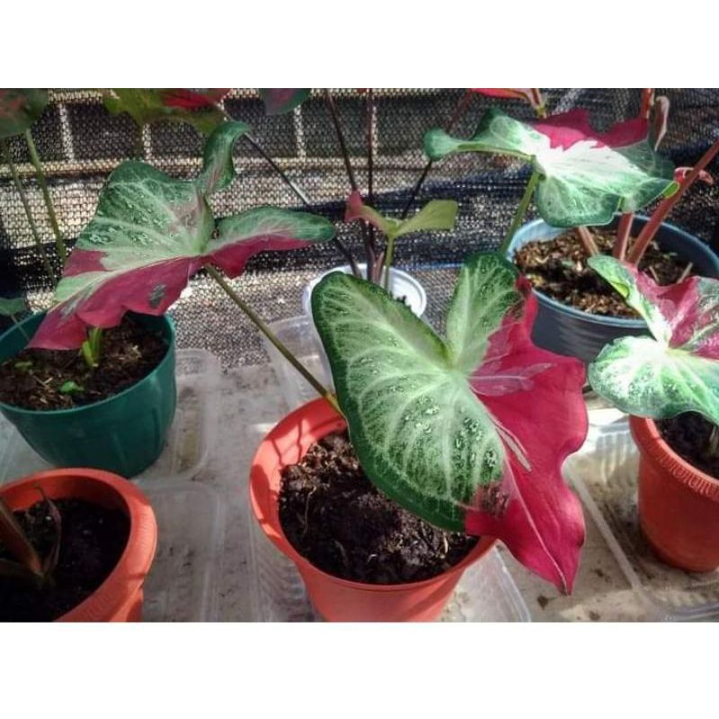 Jual cat tumpah | Shopee Indonesia